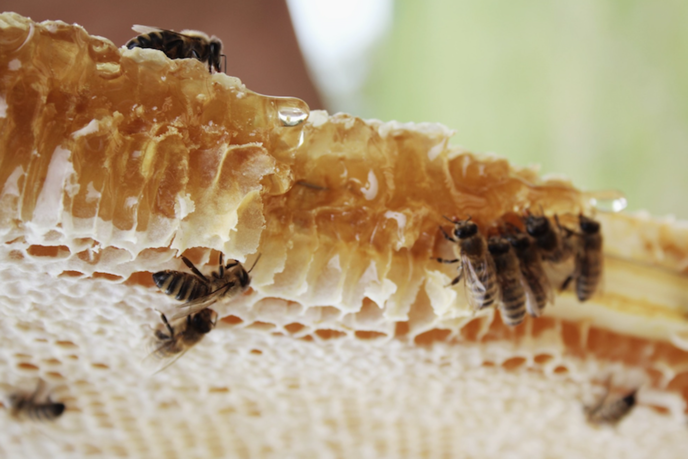 Ingrediënten - Bijenwas - Werfzeep | biologisch & handgemaakt