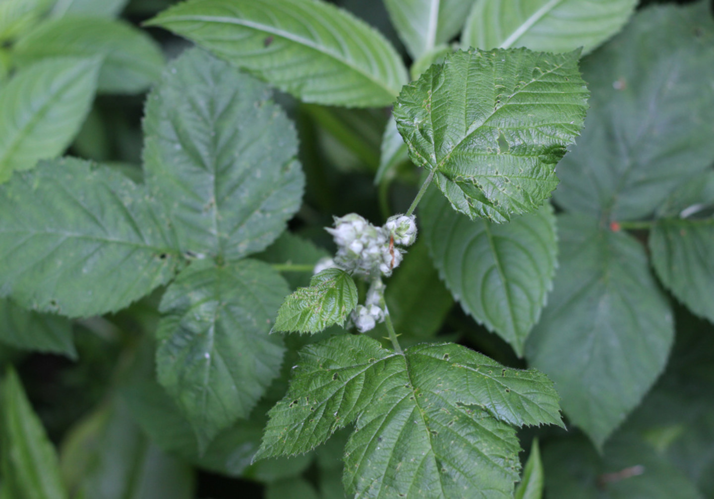 Ingrediënten - Braam - Werfzeep | biologisch & handgemaakt