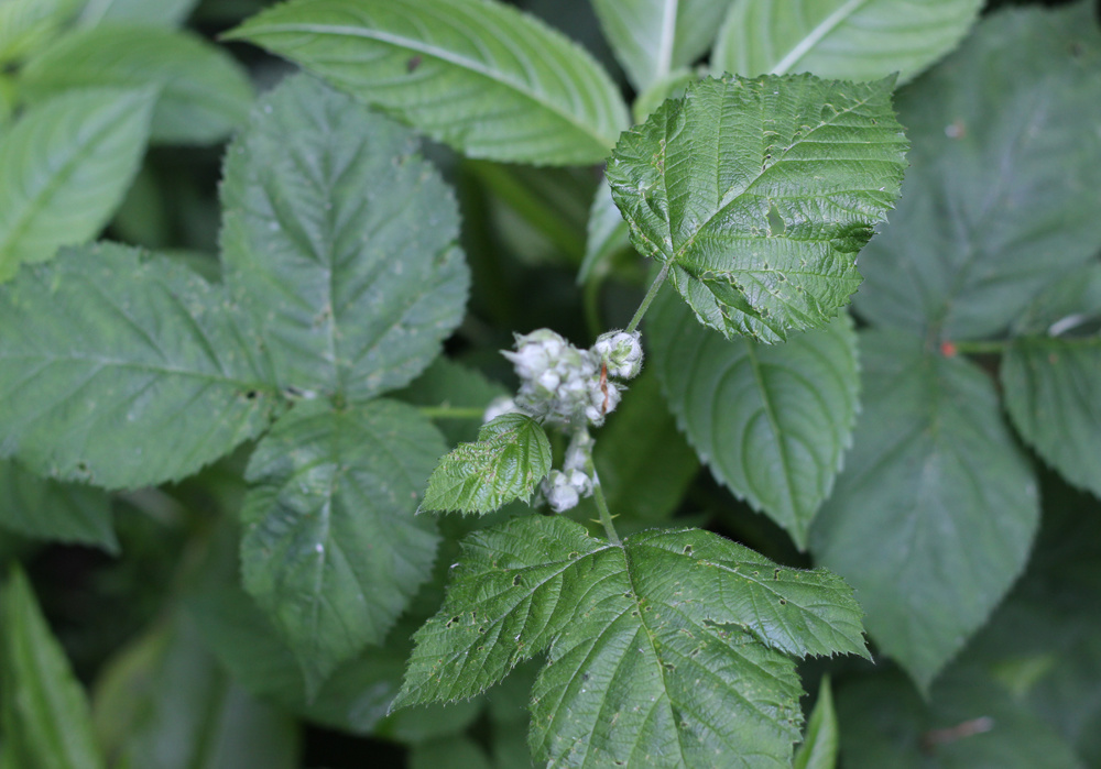 Ingrediënten - Braam - Werfzeep | biologisch & handgemaakt