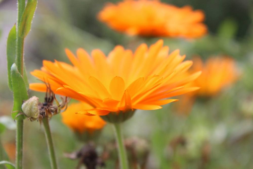 Ingrediënten - Calendula - Werfzeep | biologisch & handgemaakt