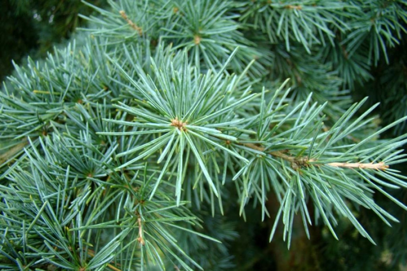 Ingrediënten - Ceder - Werfzeep | biologisch & handgemaakt