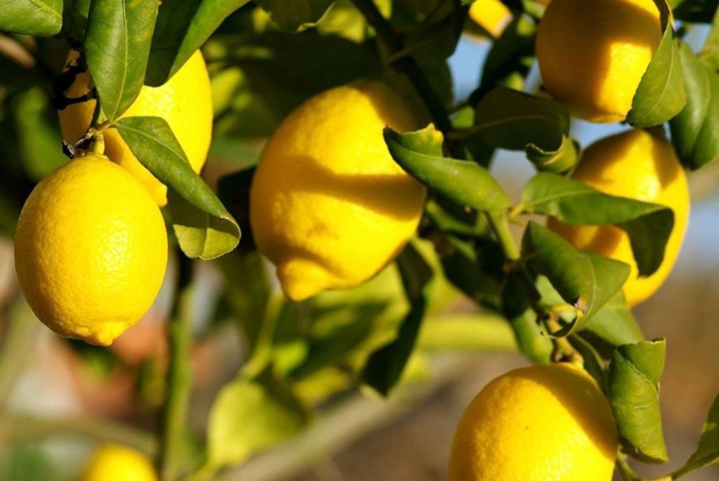 Ingrediënten - Citroen - Werfzeep | biologisch & handgemaakt