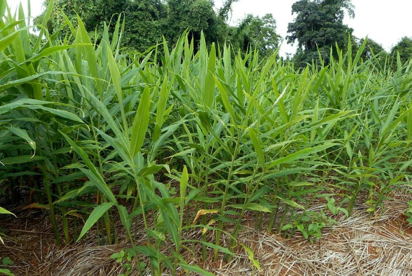 Ingrediënten - Gember - Werfzeep | biologisch & handgemaakt