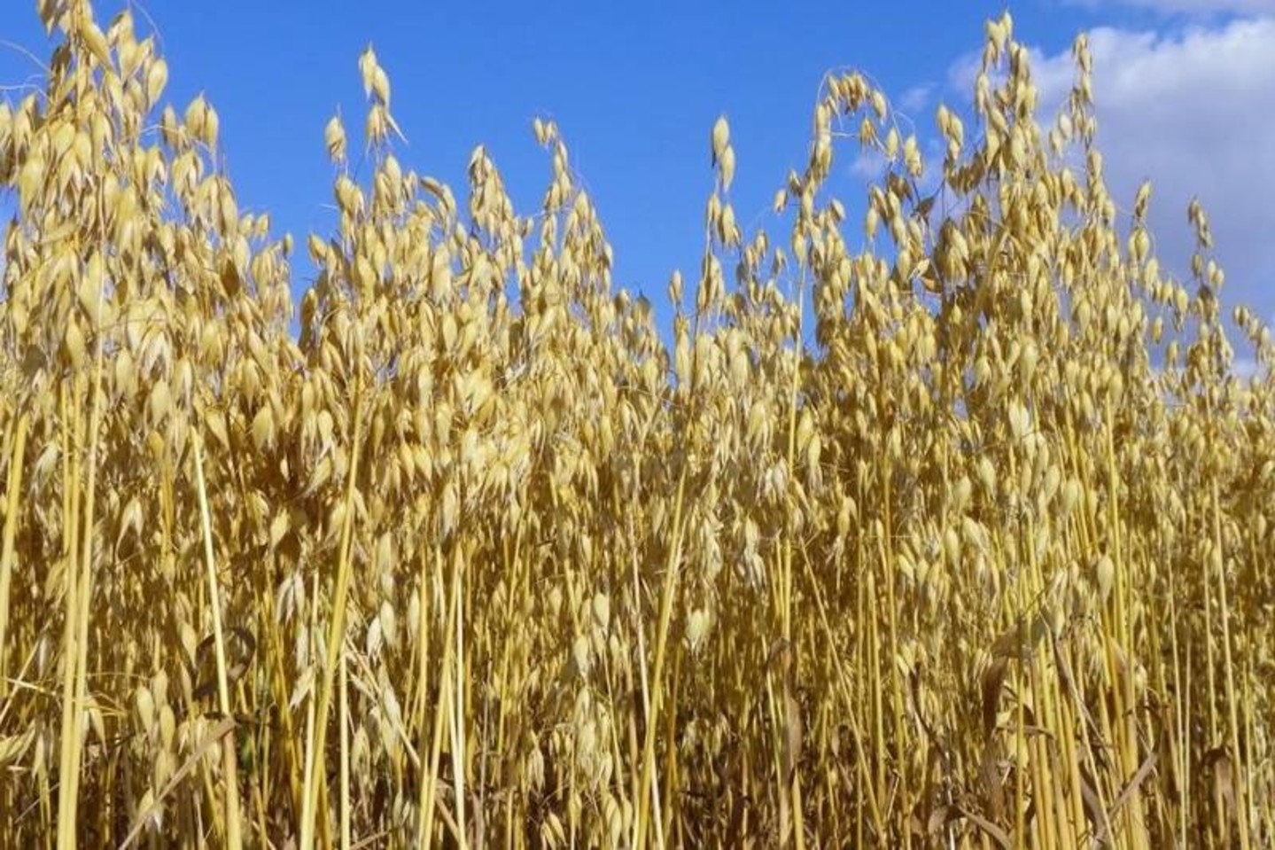 Ingrediënten - Haver - Werfzeep | biologisch & handgemaakt