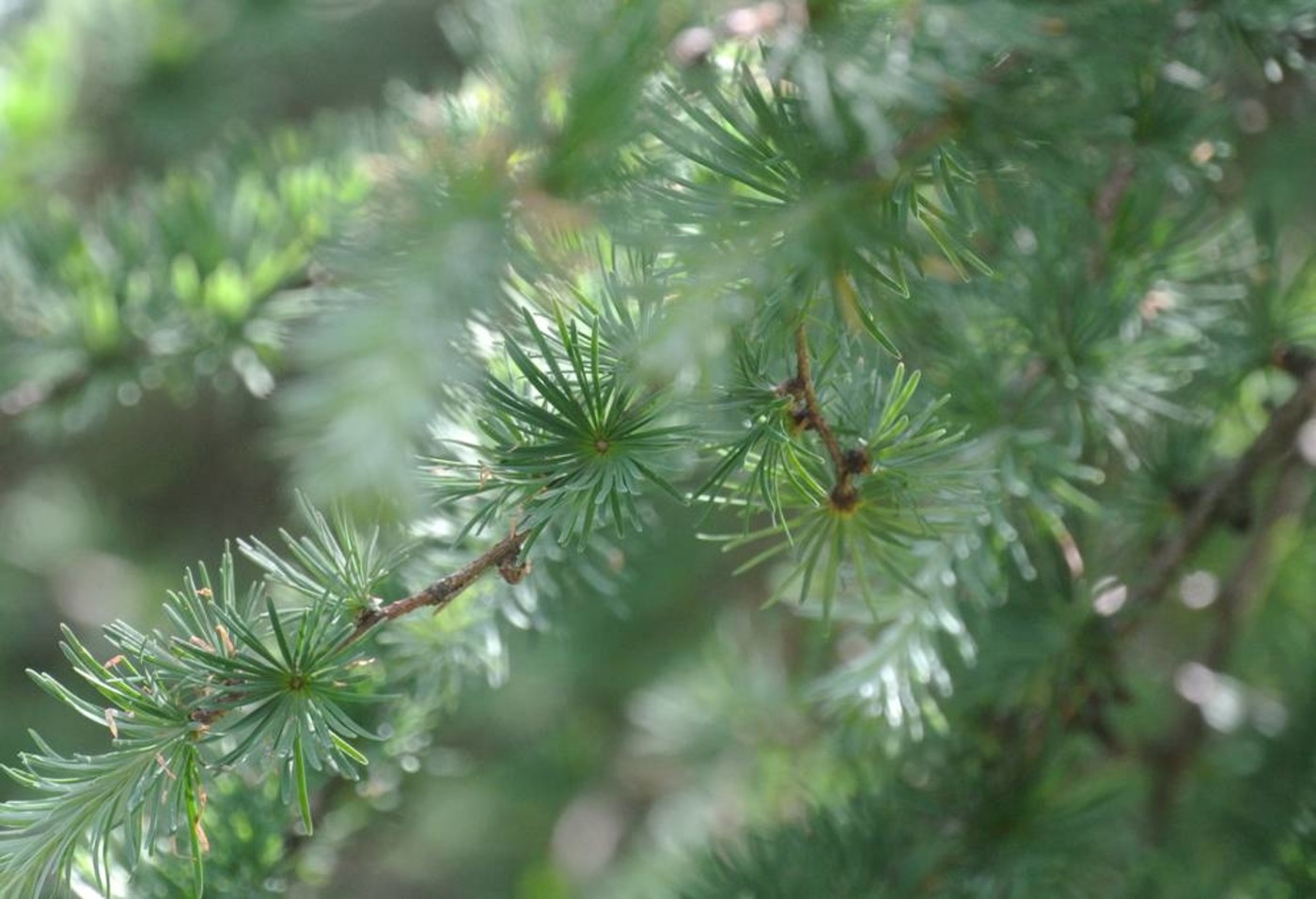 Ingrediënten - Larix - Werfzeep | biologisch & handgemaakt