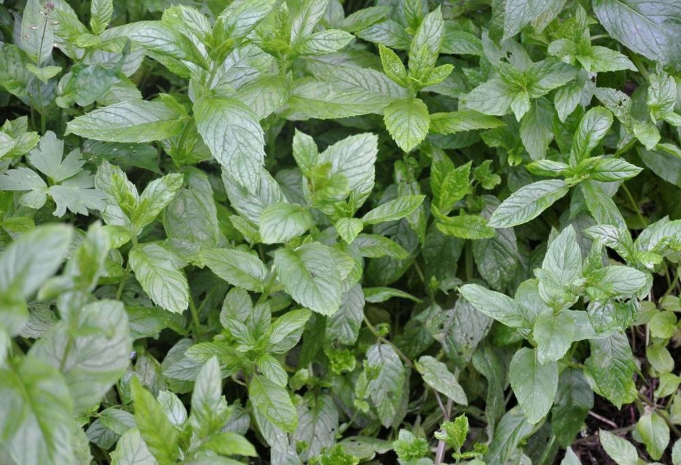 Ingrediënten - Munt - Werfzeep | biologisch & handgemaakt