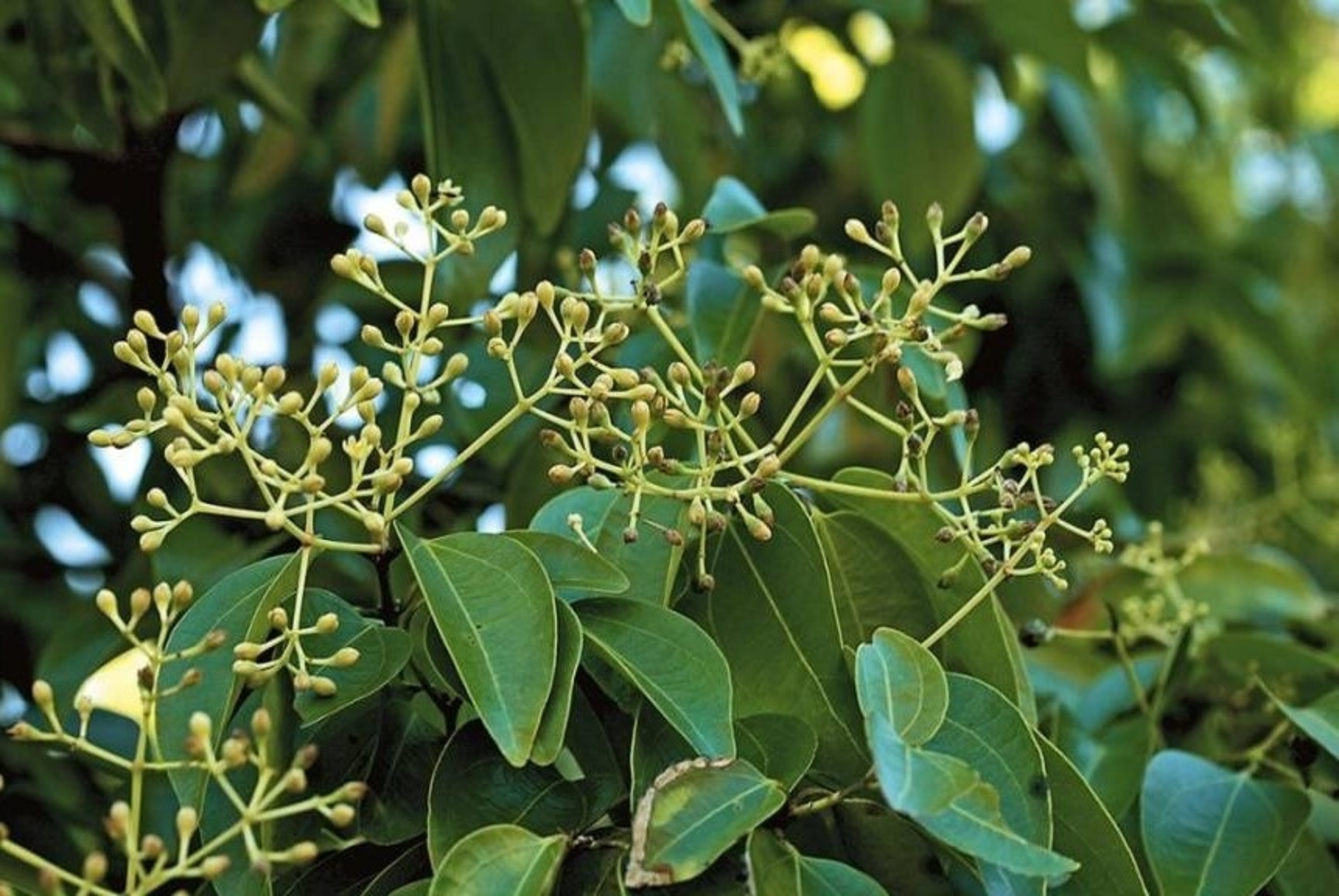 Ingrediënten - Ravensara - Werfzeep | biologisch & handgemaakt