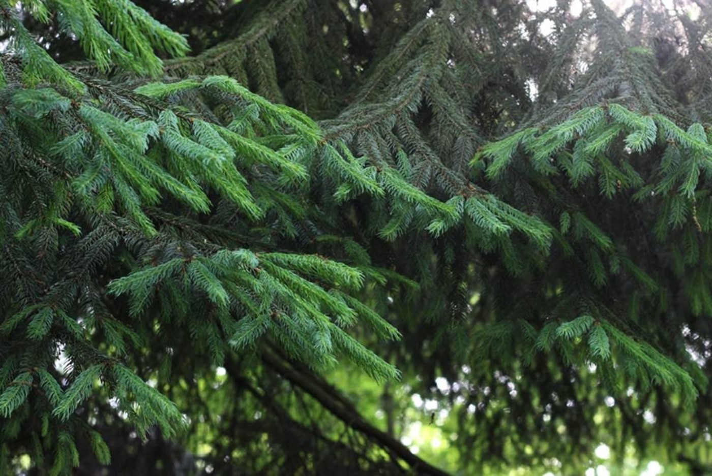 Ingrediënten - Spar - Werfzeep | biologisch & handgemaakt