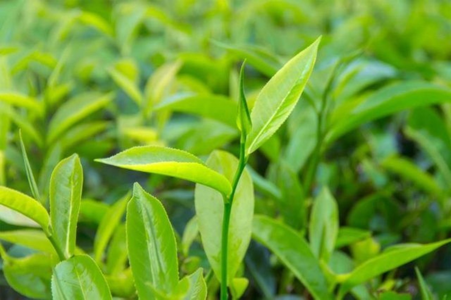 Ingrediënten - Tea Tree - Werfzeep | biologisch & handgemaakt