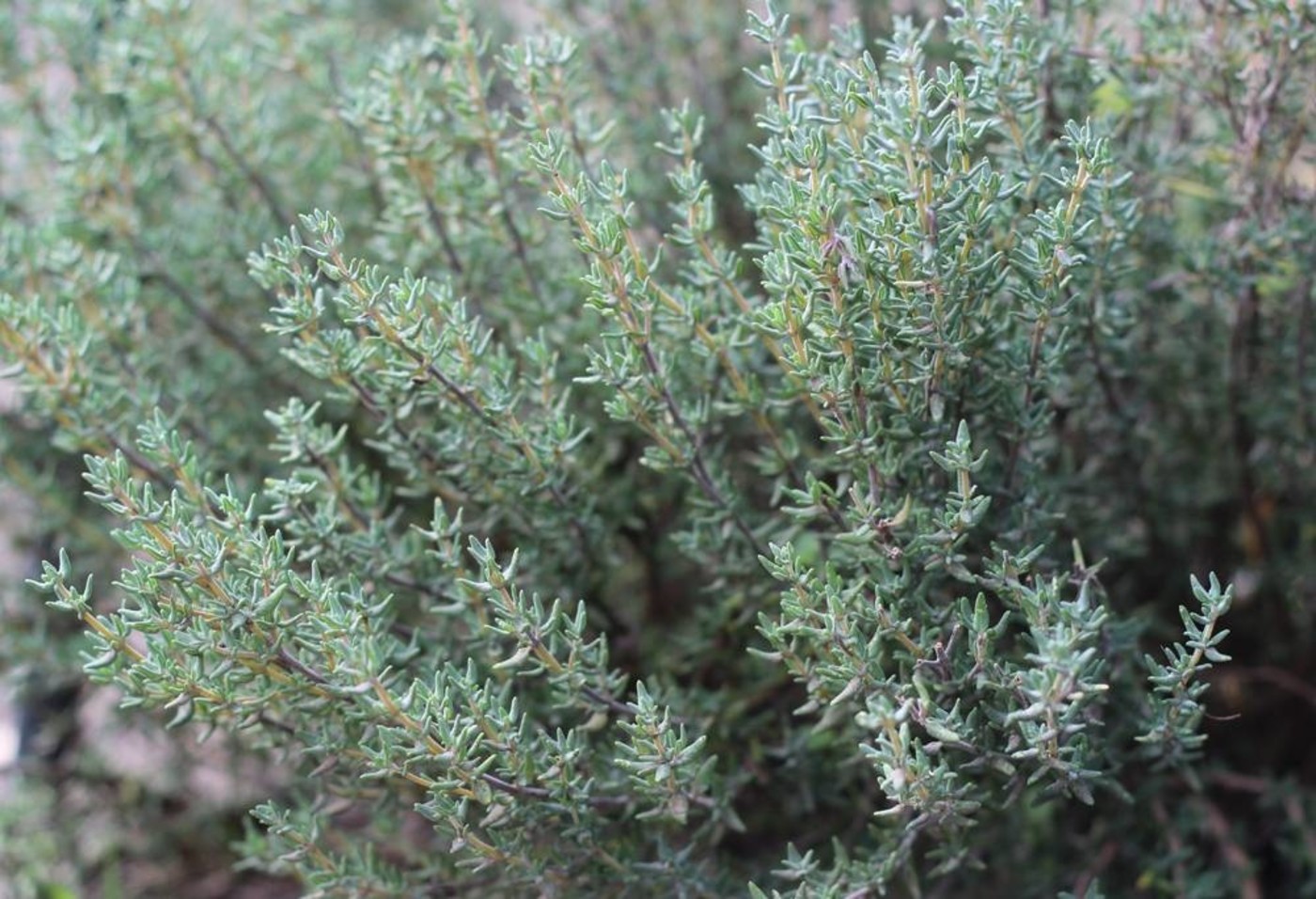 Ingrediënten - Tijm - Werfzeep | biologisch & handgemaakt