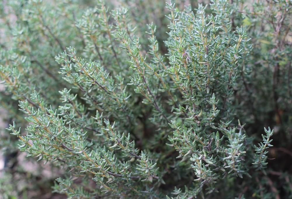 Ingrediënten - Tijm - Werfzeep | biologisch & handgemaakt