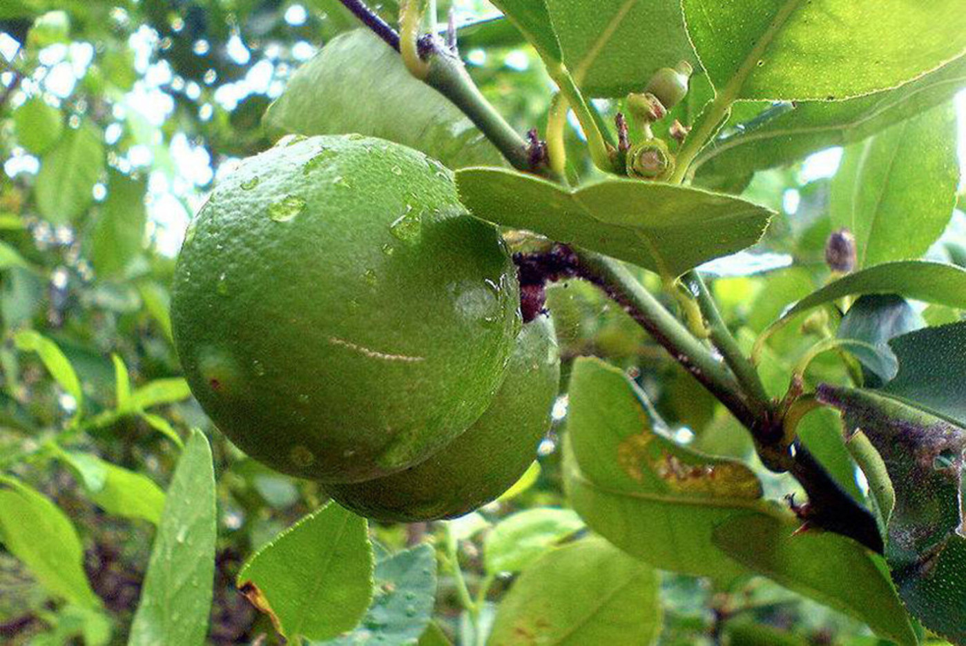 Ingrediënten - Limoen - Werfzeep