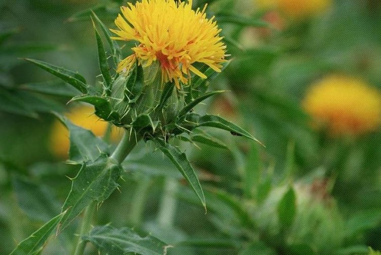 Ingrediënten - Saffloer - Werfzeep