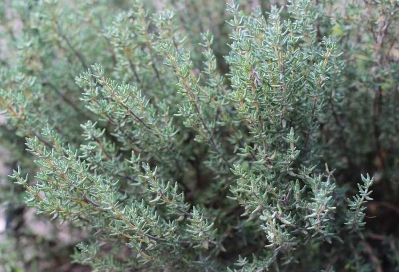 Ingrediënten - Tijm - Werfzeep