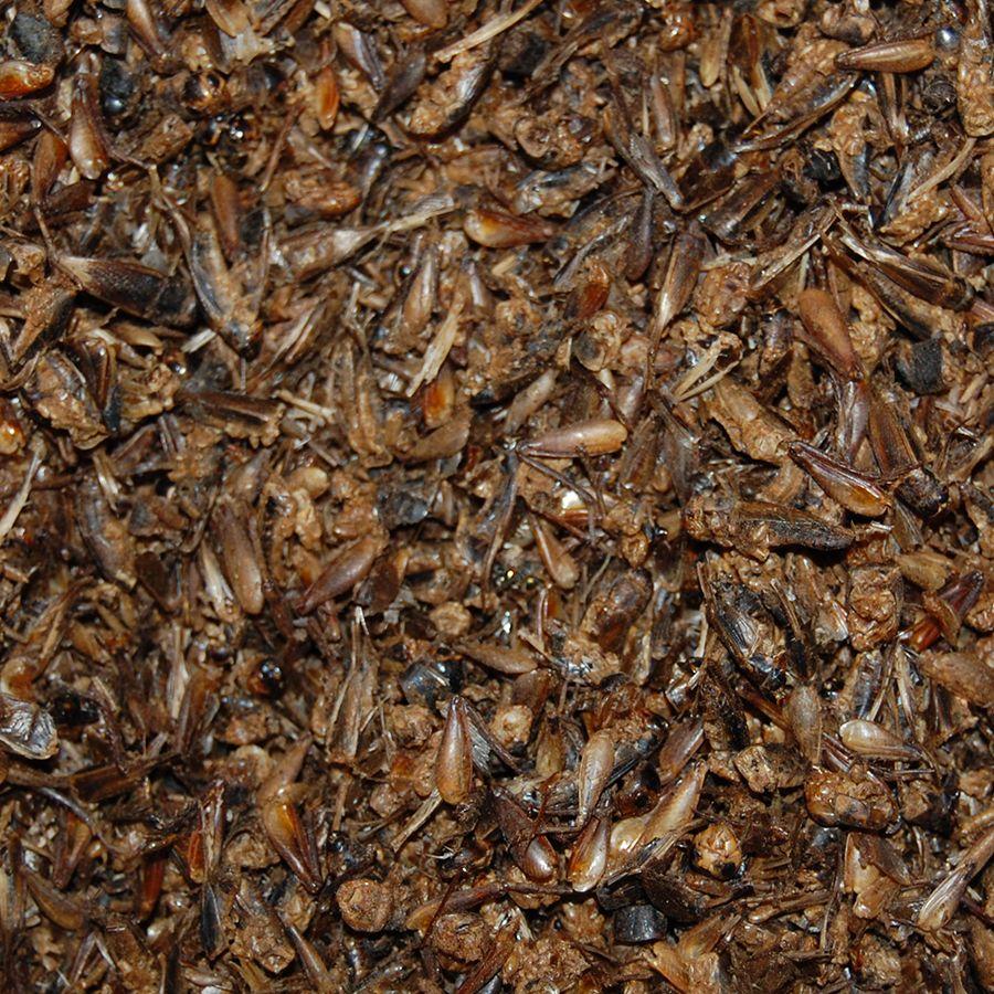 Gedroogde krekels - JUNAI