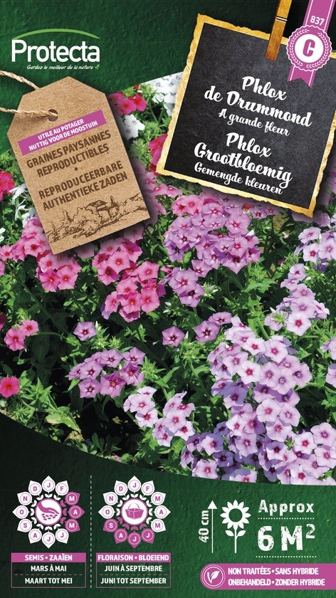 Bloemen zaden: Phlox Grootbloemig - Junai.nl