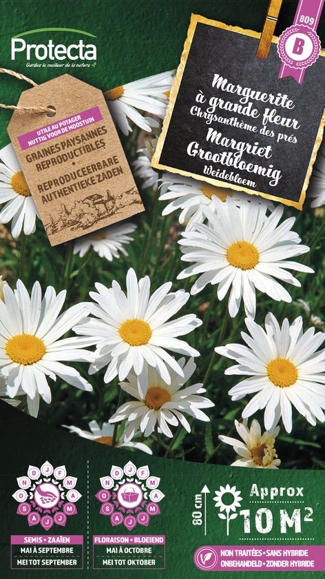 Bloemen zaden: Margriet Grootbloemig | Leucanthemum - Junai.nl