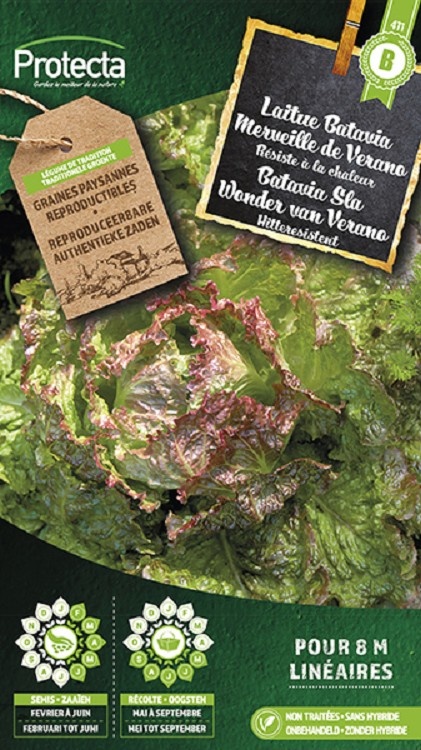 Groente zaden: Batavia Sla Wonder van Verano - Junai.nl