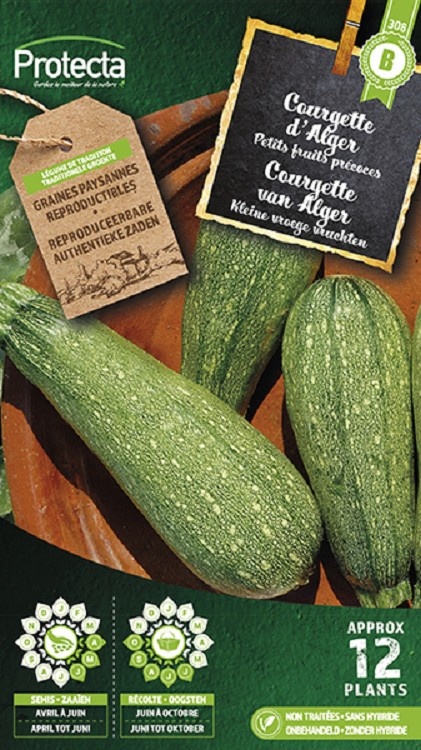 Groente zaden: Courgette kleine groene van Alger - Junai.nl