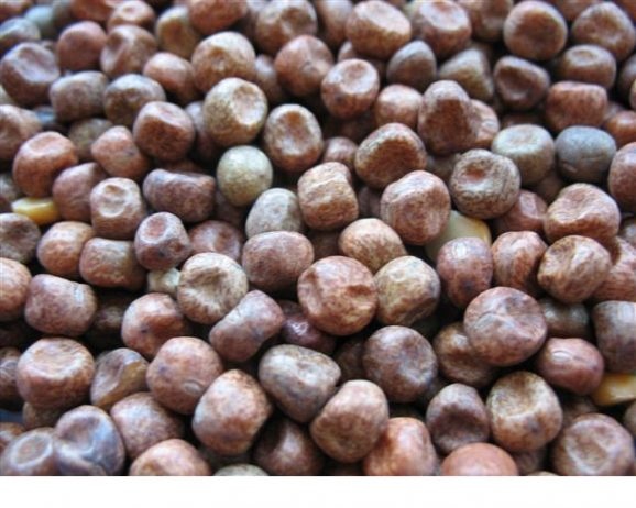 Junai.nl Maple peas erwten 25kg - Junai.nl