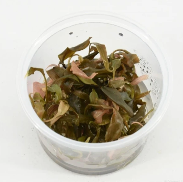 Cryptocoryne Petchii Pink in vitro cup - Junai.nl