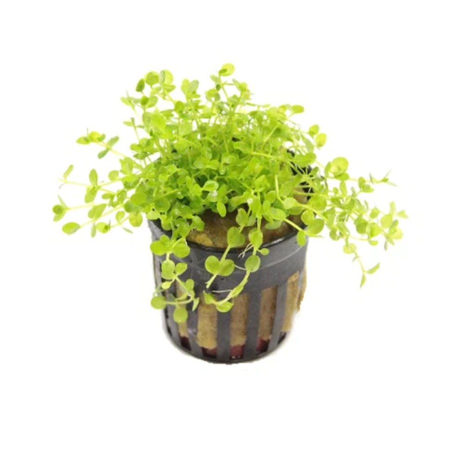 Micranthemum Monte Carlo | Nieuw Parelkruid | in 5cm pot - Junai.nl