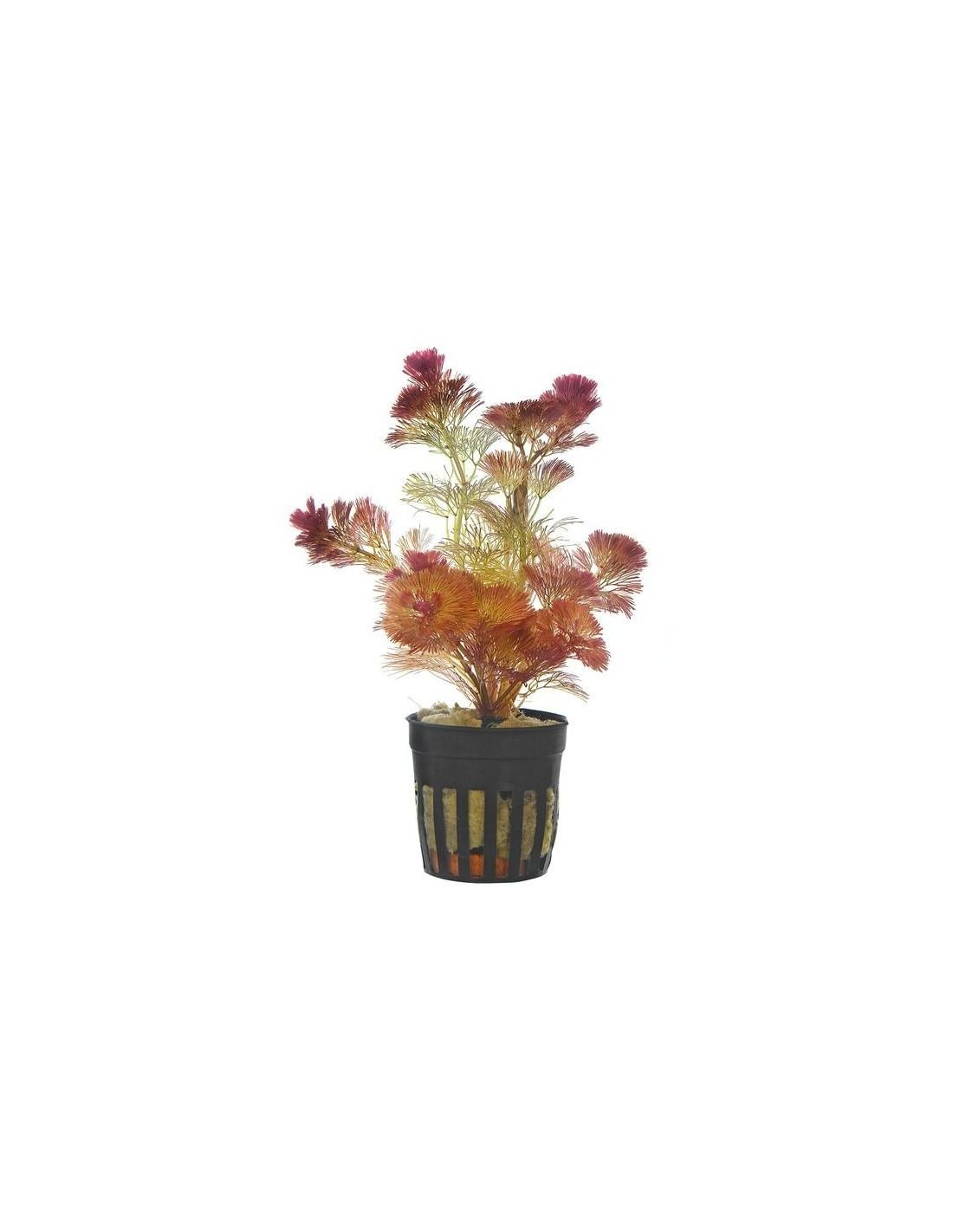 Cabomba piauhyensis | Rode waterwaaier | in 5 cm pot - Junai.nl