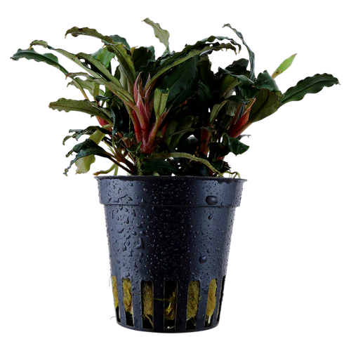 Bucephelandra Theia Red in 5 cm pot - Junai.nl