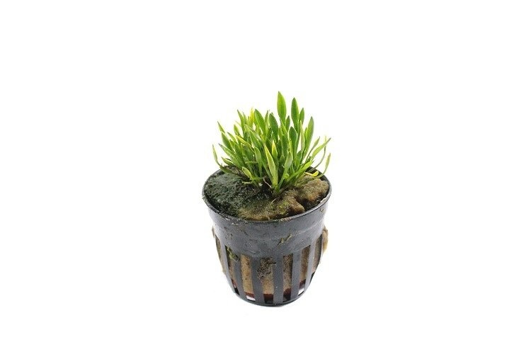 Cryptocoryne Parva in 5 cm pot - Junai.nl