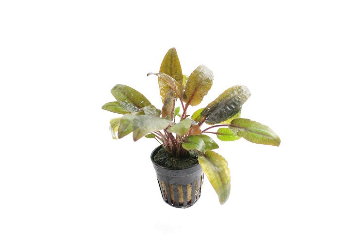 Cryptocoryne Walkerii in 5 cm pot - Junai.nl