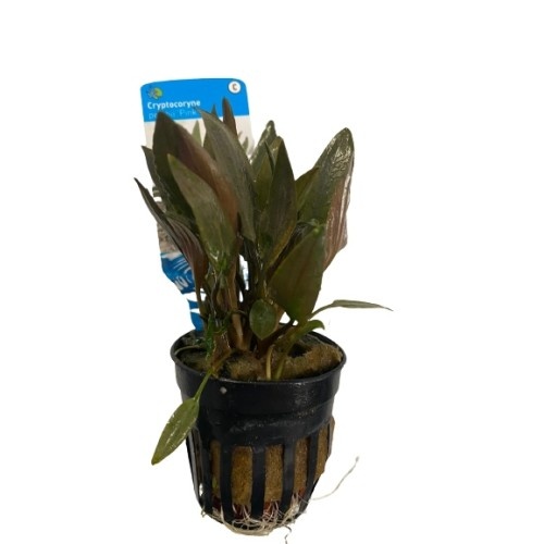 Cryptocoryne Petchii Pink 5 cm pot - Junai.nl