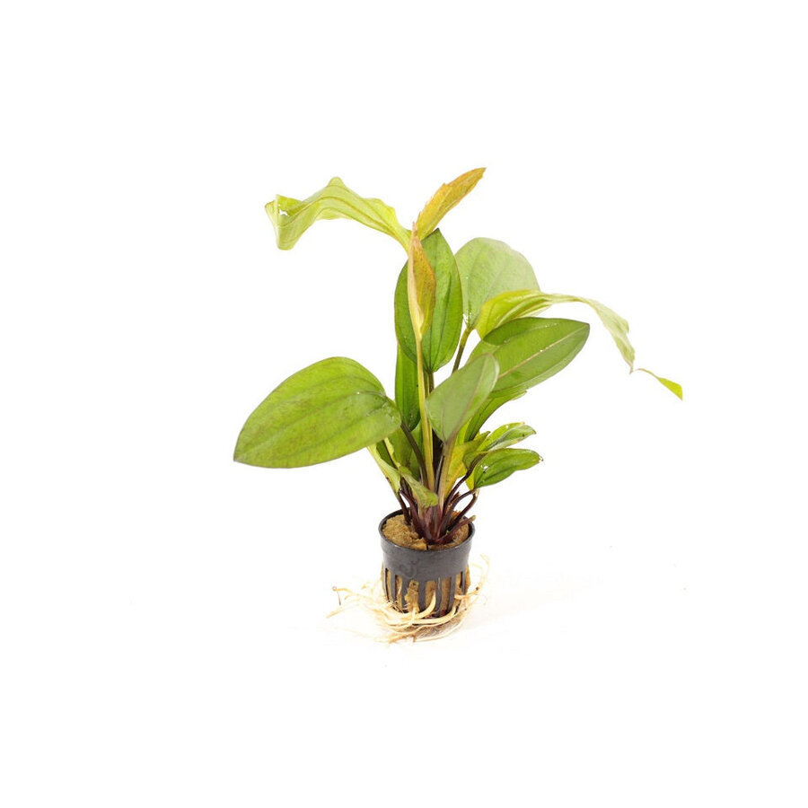 Echinodorus Ipica in 5 cm pot - Junai.nl