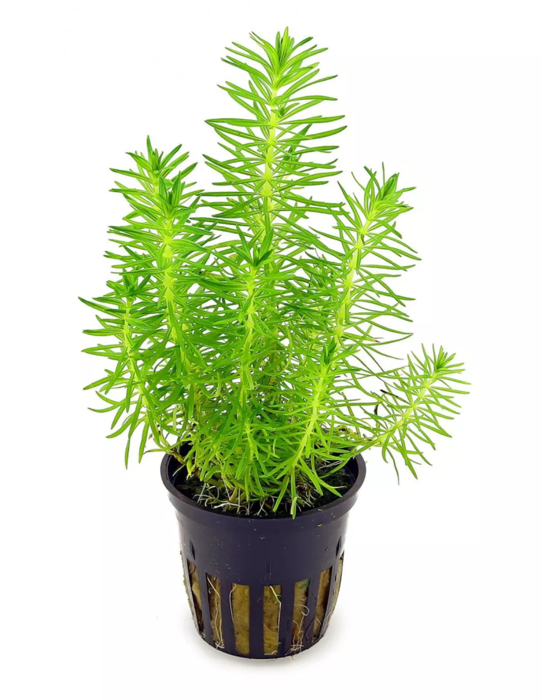 Pogostemon Erectus in 5 cm pot - Junai.nl