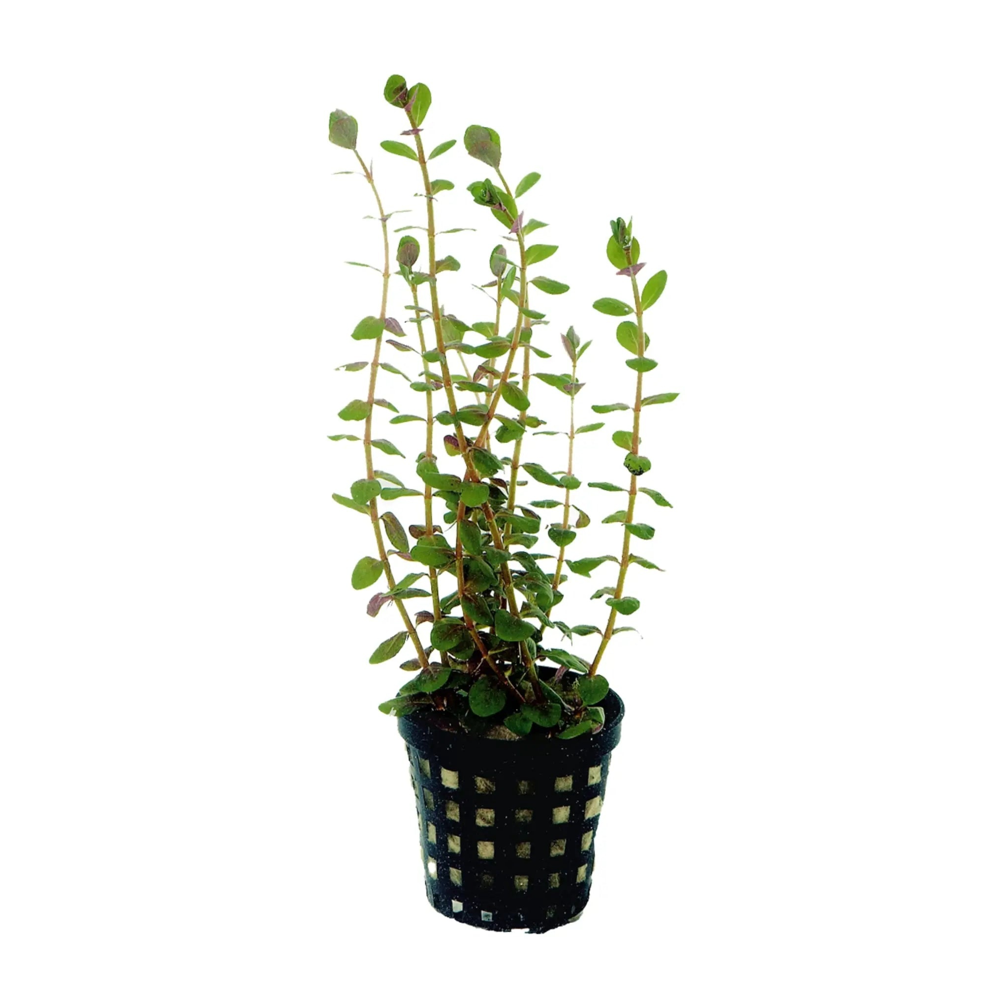 Rotala Rotundifolia | Ronde Rotala | in 5 cm pot - Junai.nl