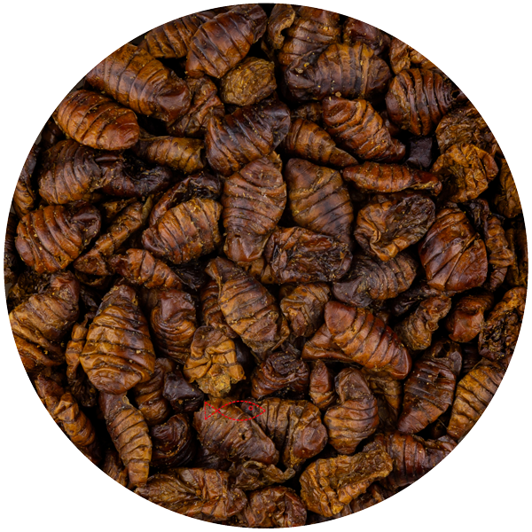 Zijderupsen - Junai.nl