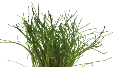 Lilaeopsis mauritius | Grasplant | in vitro cup - Junai.nl