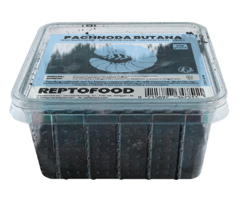 Levende Dola's - Junai.nl