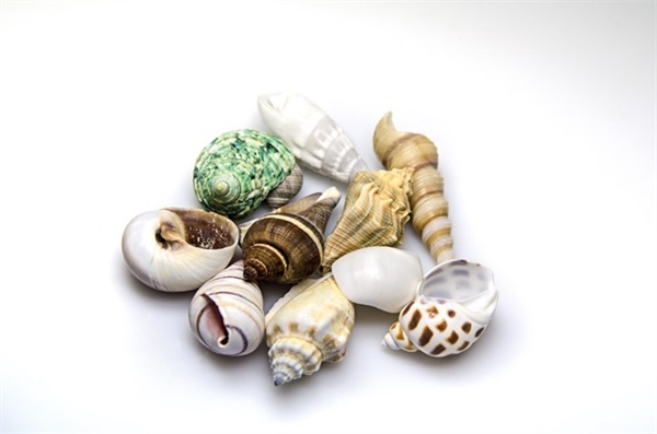Hobby Decoratie Sea Shells Set M 10 Stuks - Junai.nl