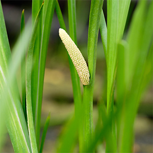 Acorus Calamus | Kalmoes | In 9CM pot - Junai.nl