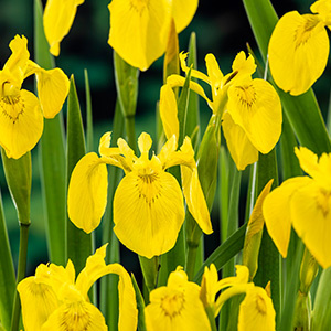 Iris Pseudacorus | Gele Lis | In 9CM pot - Junai.nl