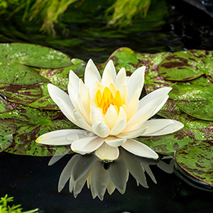 Nymphaea Lemon Mist | Waterlelie | In 11CM pot - Junai.nl