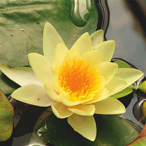 Nymphaea Yellow Sensation | Waterlelie | In 11CM pot - Junai.nl
