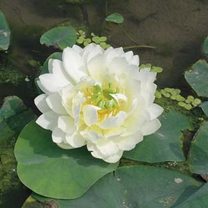 Nelumbo White | Witte Lotus | In 3L Mand - Junai.nl
