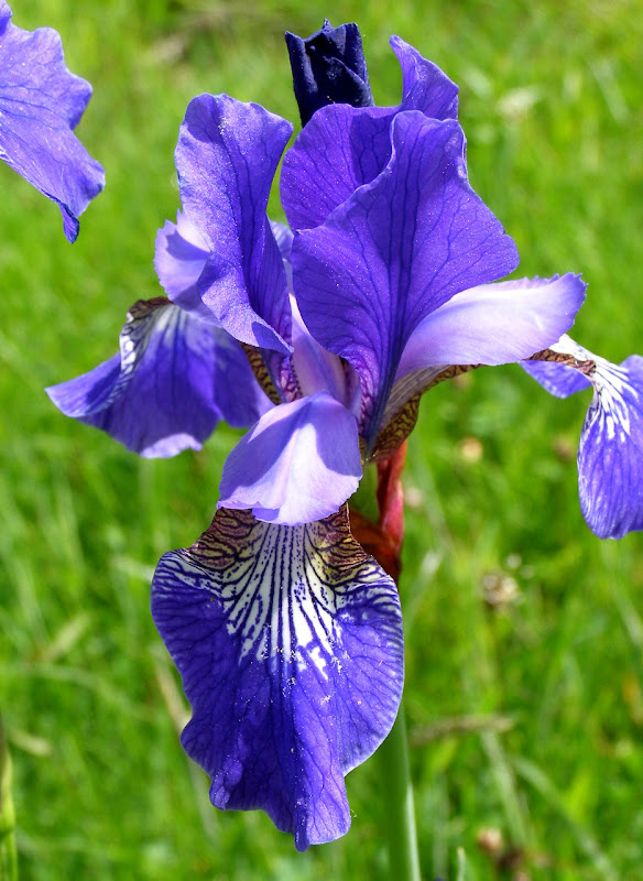 Iris Pseudacorus Blue | Blauwe Iris | In 9CM pot - Junai.nl