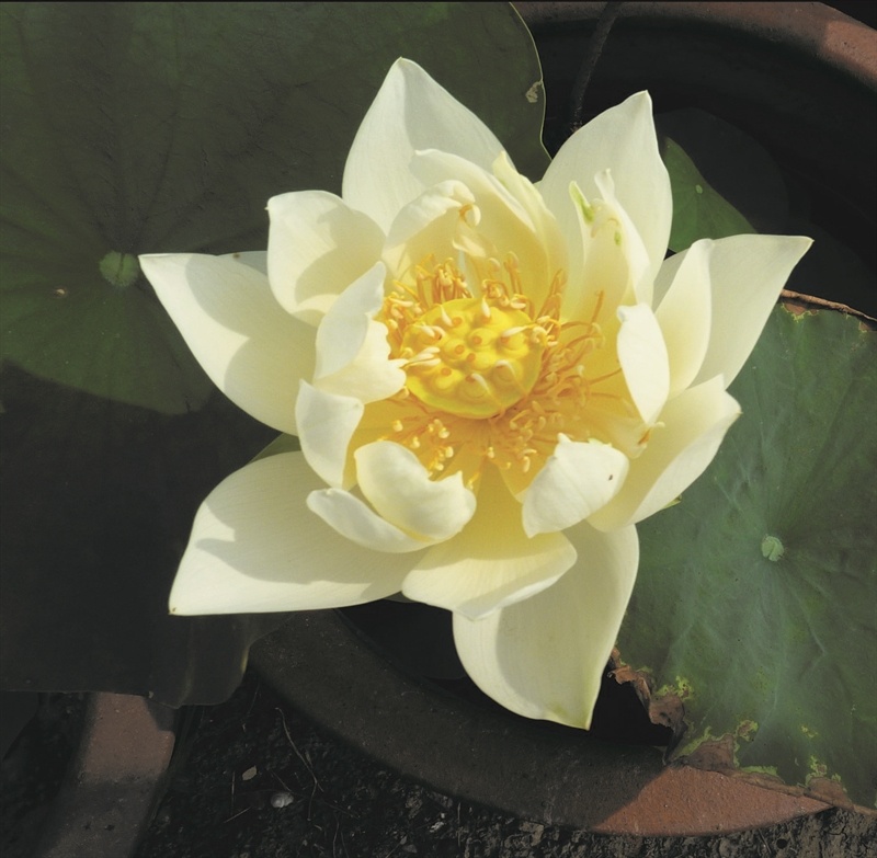 Nelumbo Pygmaea White | Witte Lotus | In 3L Mand - Junai.nl