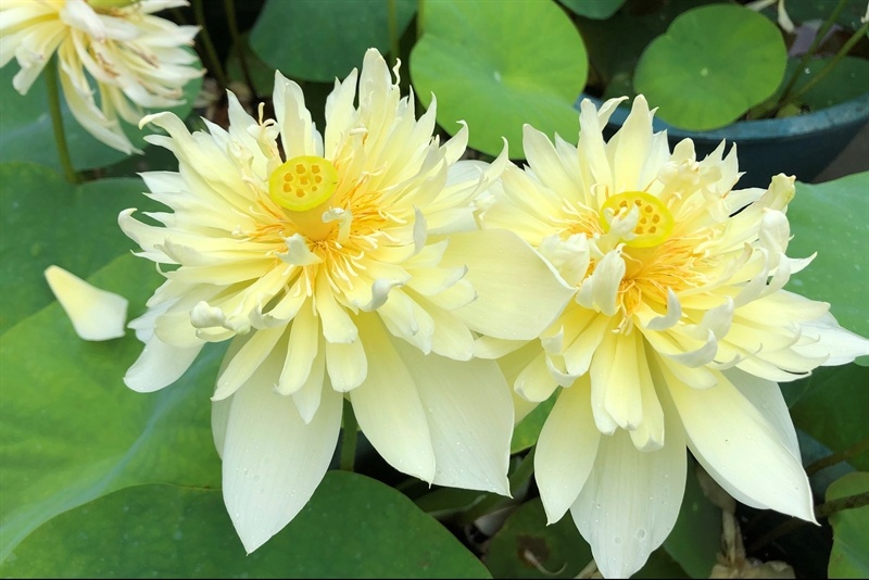 Nelumbo Pygmaea Yellow | Gele Lotus | In 3L Mand - Junai.nl
