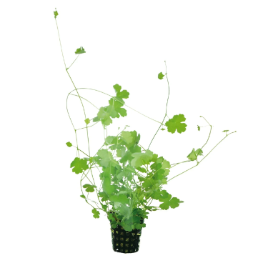 Hydrocotyle Tripartita | Japanse waternavel | In 5 cm pot - Junai.nl
