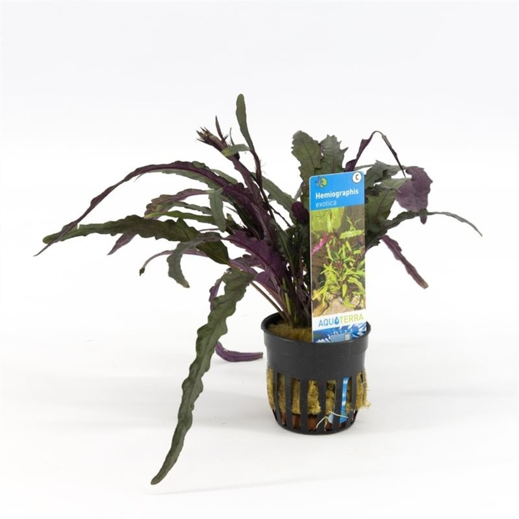 Hemiographis Colorata Exotica | in 5 cm pot - Junai.nl