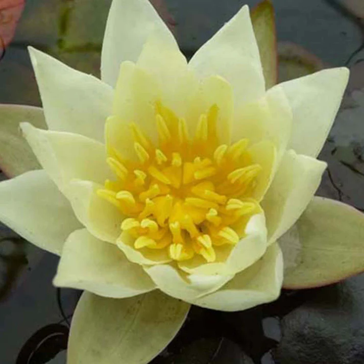 Nymphaea Pygmea Helvola | Gele Dwerg Waterlelie | Losse plant - Junai.nl