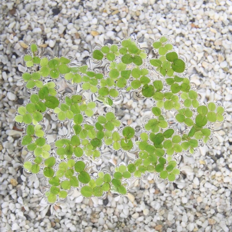 Salvinia Minima | Op Schaal 750cc - Junai.nl